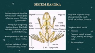 Ppt slide tentangg ANATOMI AMPHIBIA.pptx