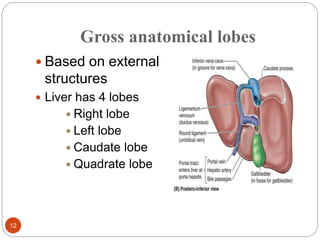 4 Anatomy Physiology of the Liver.pptx