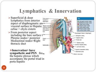 4 Anatomy Physiology of the Liver.pptx