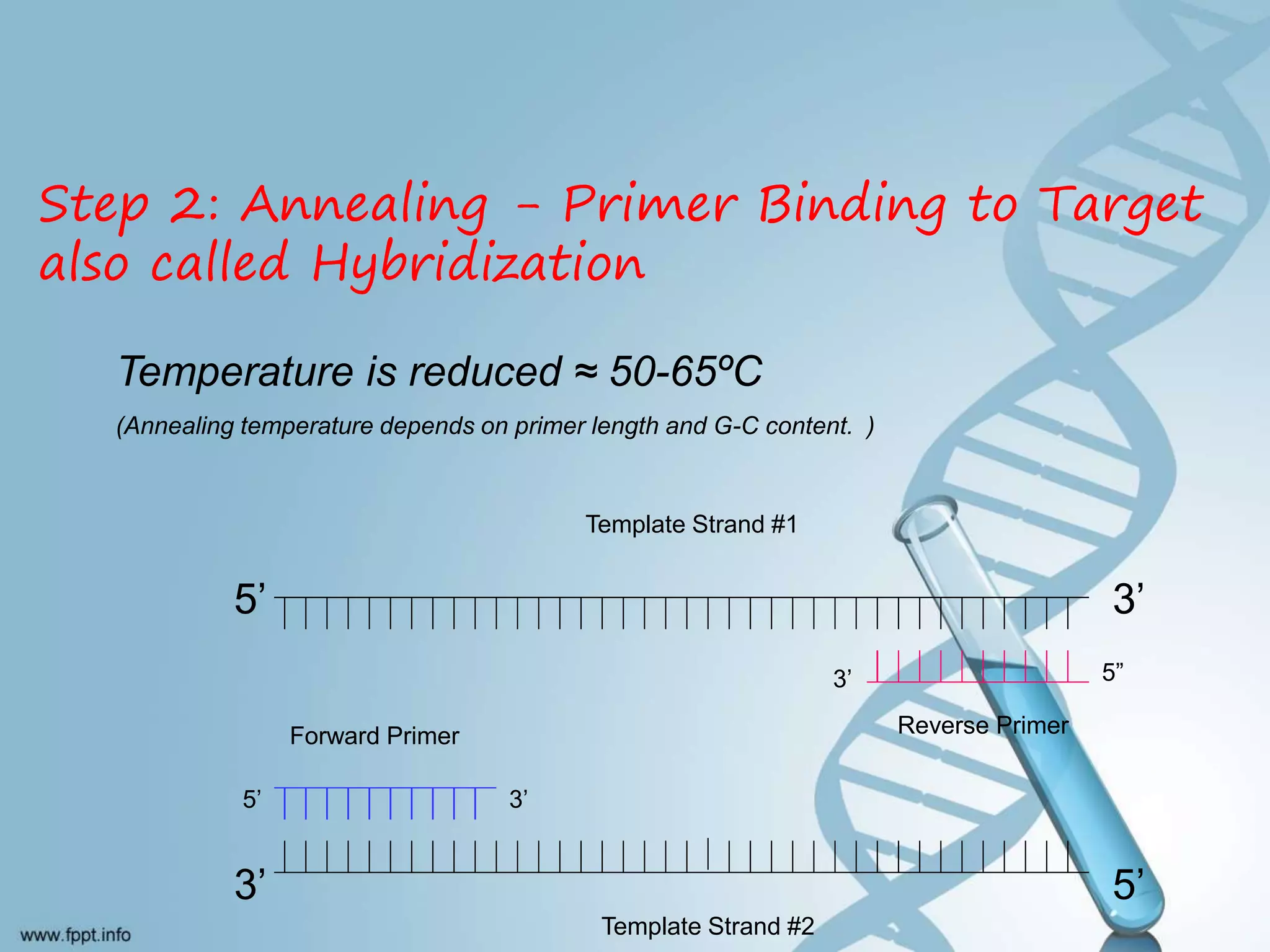 Polymerase chain reaction (PCR) BY DR YOUSIF HAMED MOHAMED SHARIF | PPT
