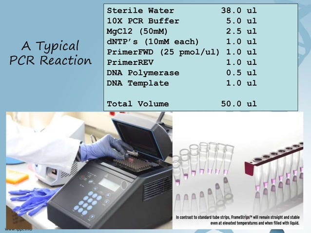 Polymerase chain reaction (PCR) BY DR YOUSIF HAMED MOHAMED SHARIF | PPT ...