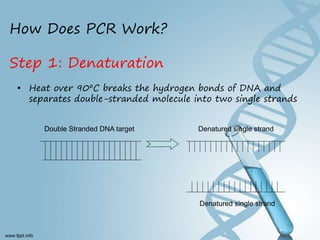 Polymerase chain reaction (PCR) BY DR YOUSIF HAMED MOHAMED SHARIF | PPT ...