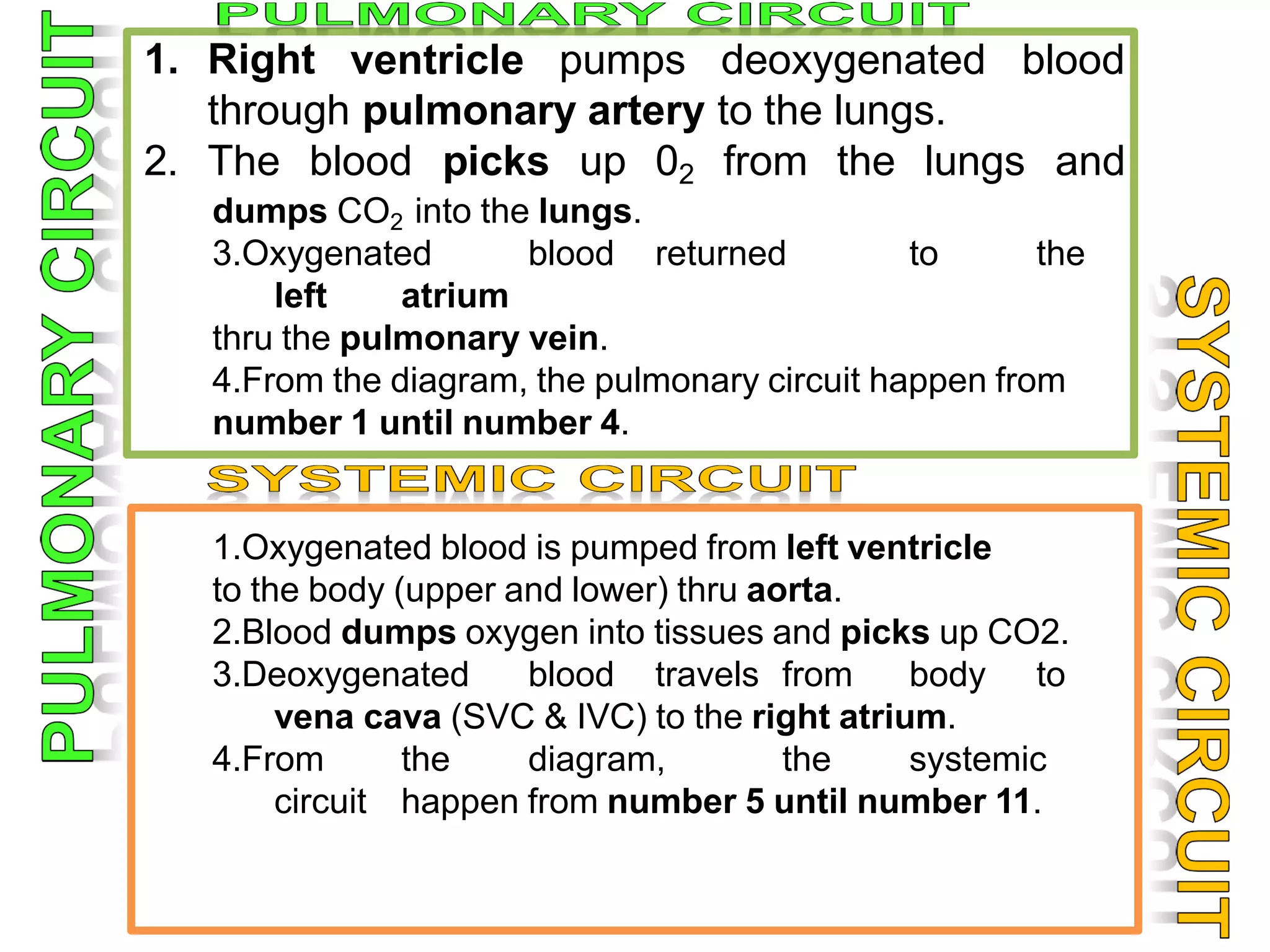 Artery and veins, capillaries, arteriole and venules, systemic circulation and pulmonary ...
