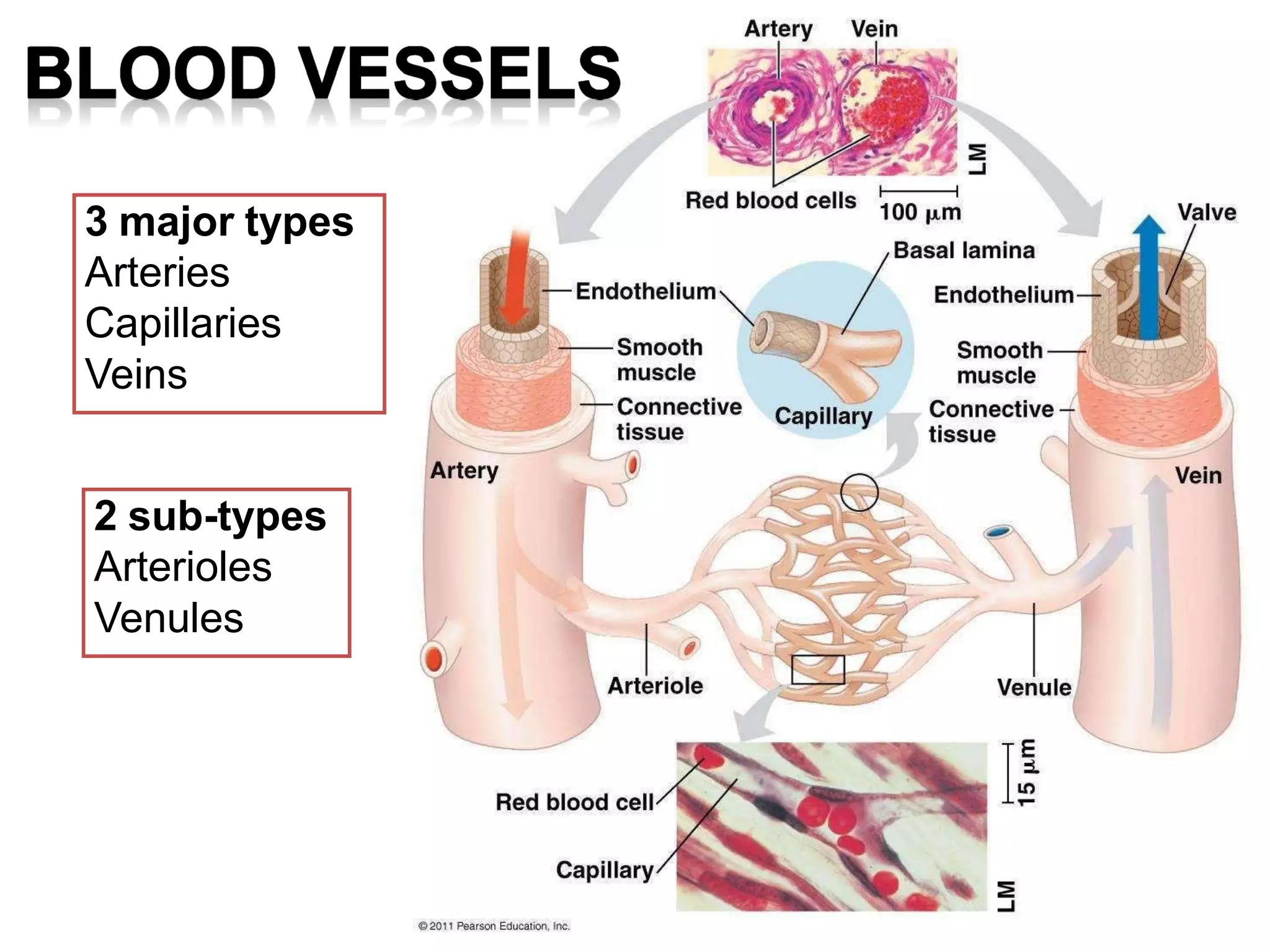 Artery and veins, capillaries, arteriole and venules, systemic circulation and pulmonary ...