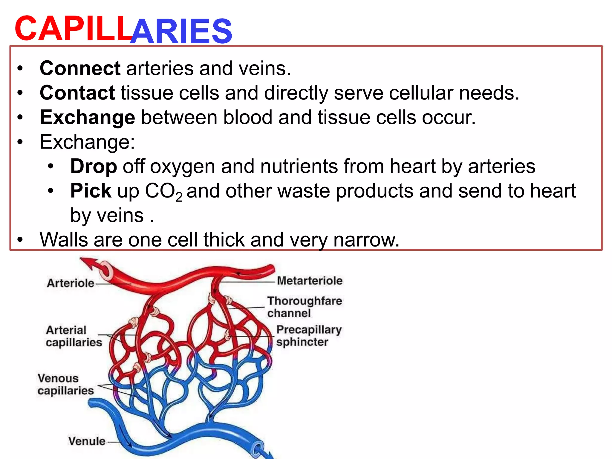Artery and veins, capillaries, arteriole and venules, systemic circulation and pulmonary ...