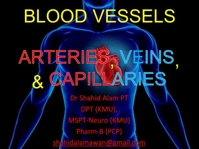 Artery and veins, capillaries, arteriole and venules, systemic ...