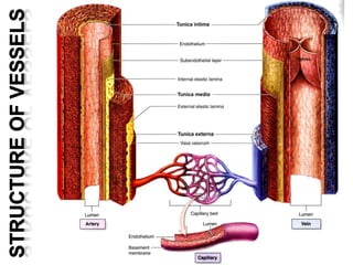 Artery and veins, capillaries, arteriole and venules, systemic ...