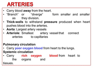 Artery and veins, capillaries, arteriole and venules, systemic ...