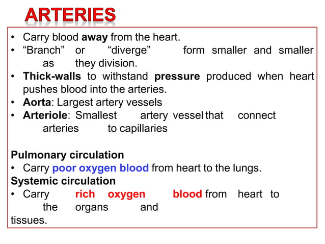 Artery and veins, capillaries, arteriole and venules, systemic ...