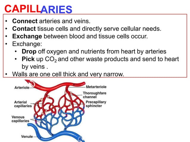 Artery and veins, capillaries, arteriole and venules, systemic ...