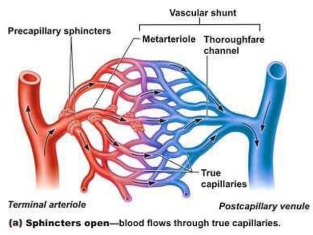 Artery and veins, capillaries, arteriole and venules, systemic ...