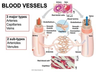 Systemic Capillaries