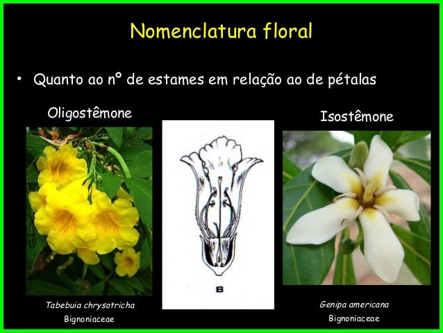 Morfologia vegetal da flor