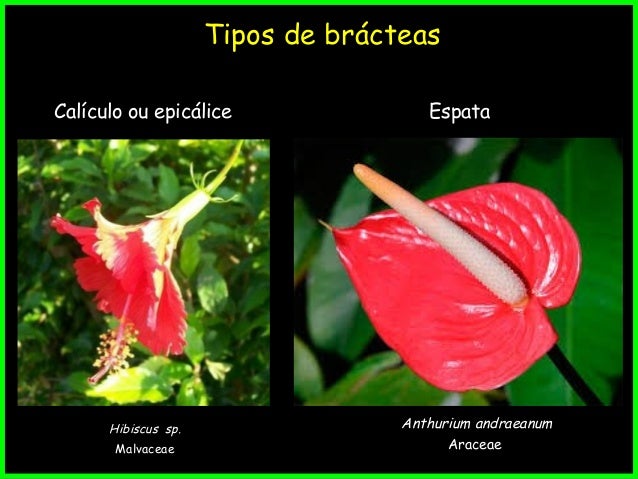 Morfologia vegetal da flor