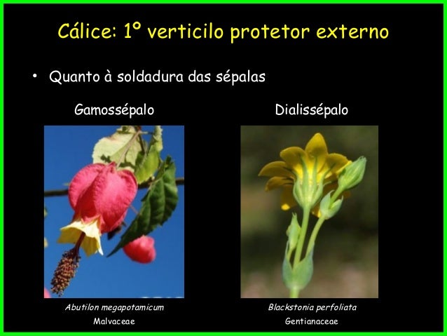 Morfologia vegetal da flor