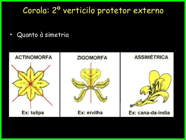 Morfologia vegetal da flor