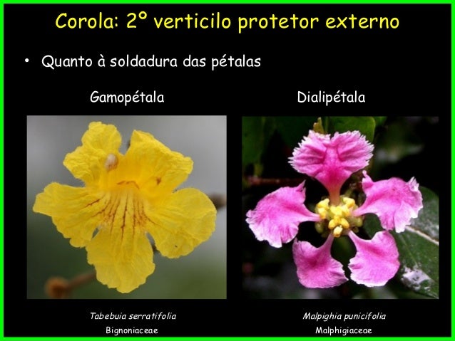 Morfologia vegetal da flor