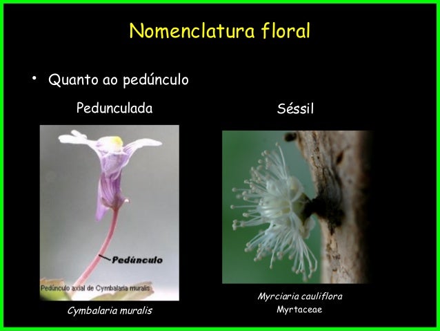 Morfologia vegetal da flor