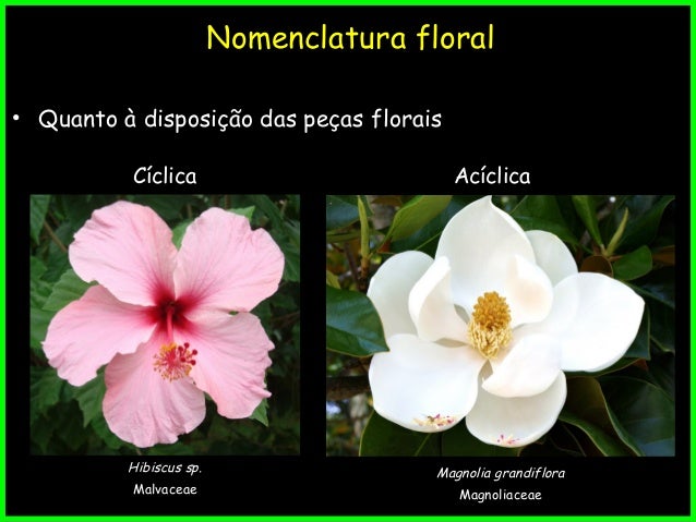 Morfologia vegetal da flor