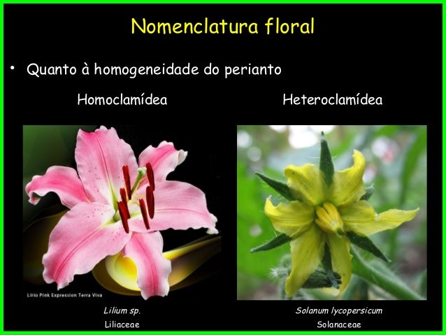 Morfologia vegetal da flor