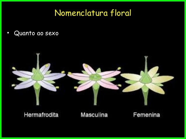 Morfologia vegetal da flor