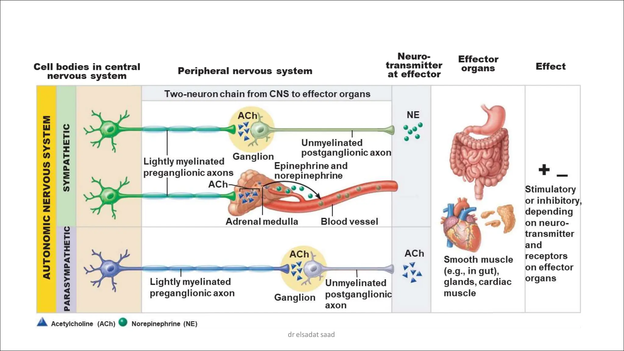 4_Autonomic_nervous_system_and_control_of_visceral_functions_lect.pptx