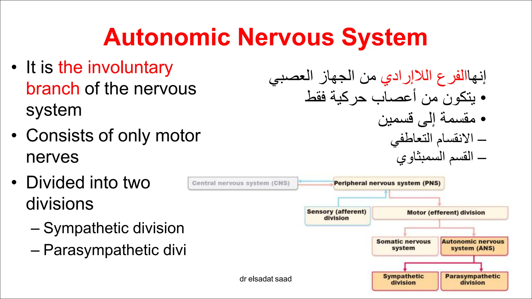 4_Autonomic_nervous_system_and_control_of_visceral_functions_lect.pptx