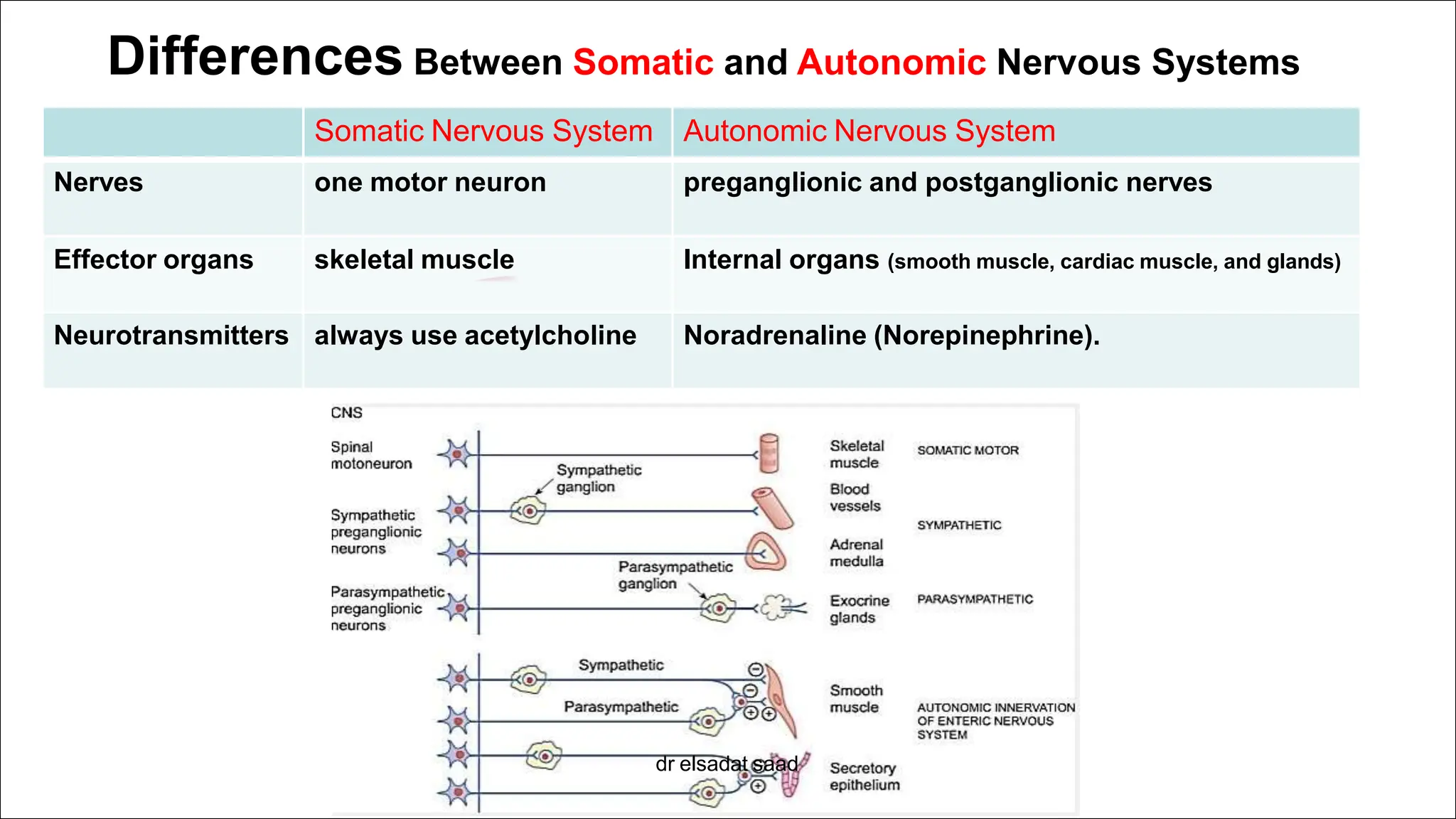 4_Autonomic_nervous_system_and_control_of_visceral_functions_lect.pptx