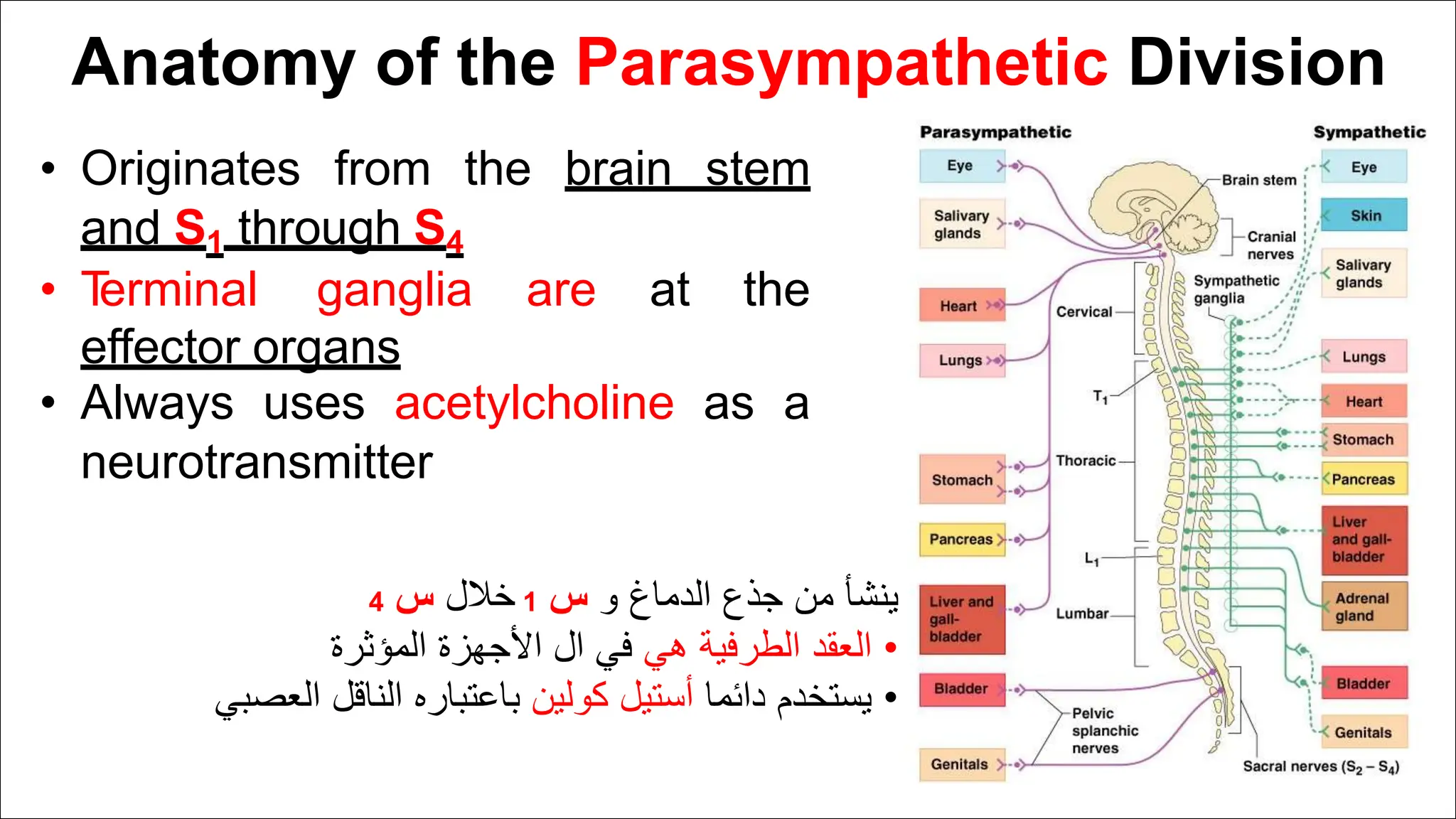 4_Autonomic_nervous_system_and_control_of_visceral_functions_lect.pptx