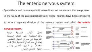 4_Autonomic_nervous_system_and_control_of_visceral_functions_lect.pptx