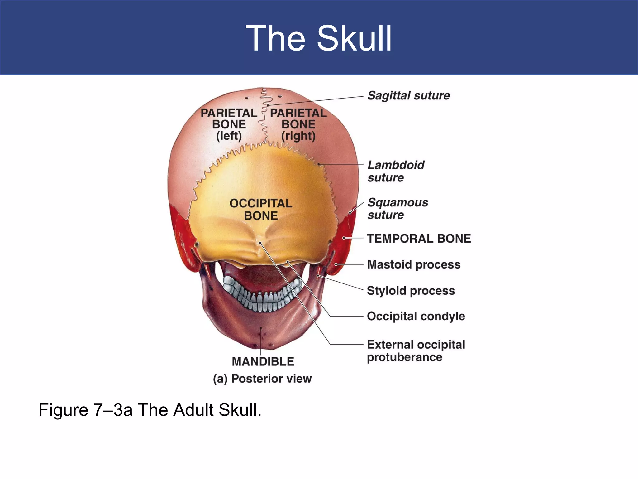 skeleton of human body, skeletal system of human body, skeleton anatomy ...