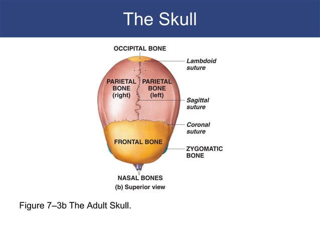 skeleton of human body, skeletal system of human body, skeleton anatomy ...