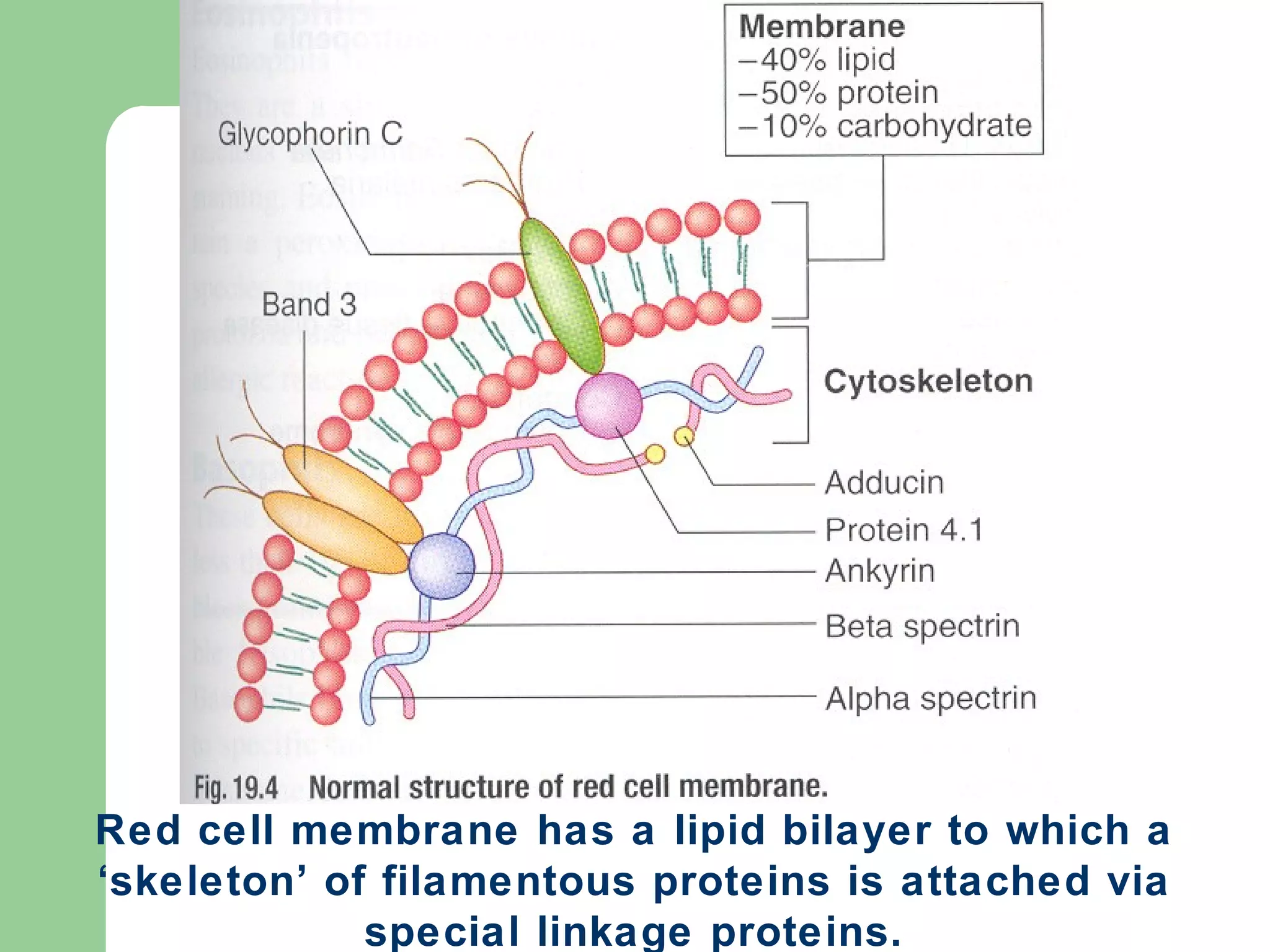 hemolytic anemia (cell membrane defect) | PPT