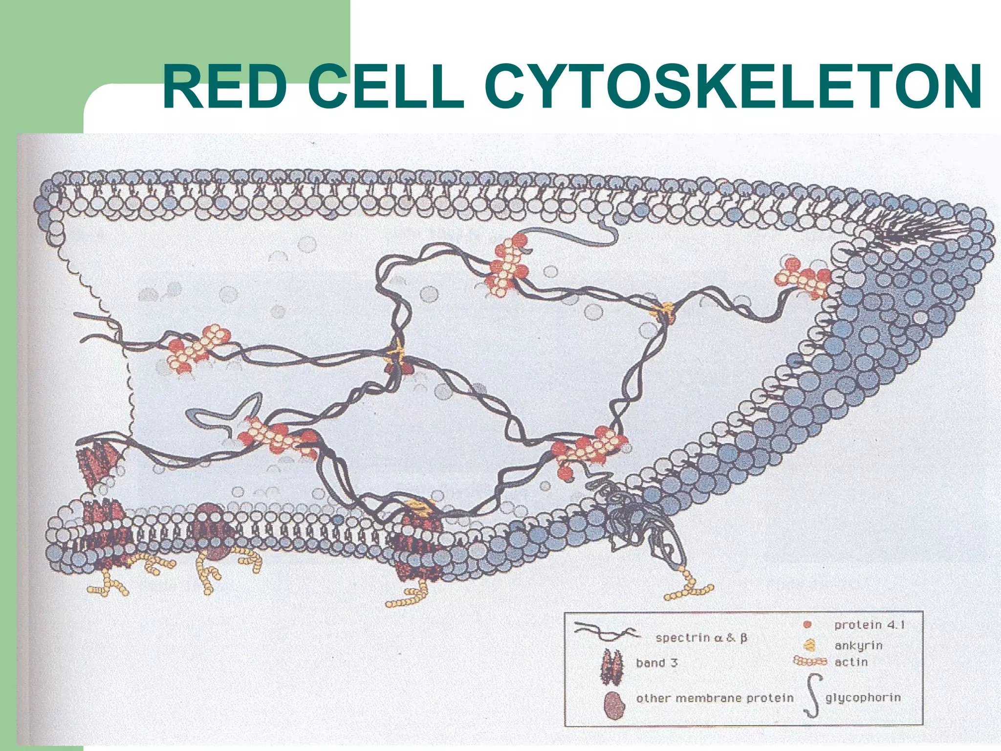 hemolytic anemia (cell membrane defect) | PPT