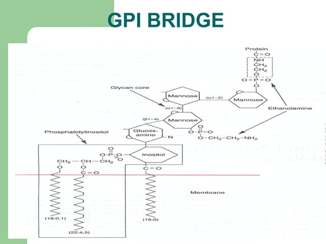 hemolytic anemia (cell membrane defect) | PPT
