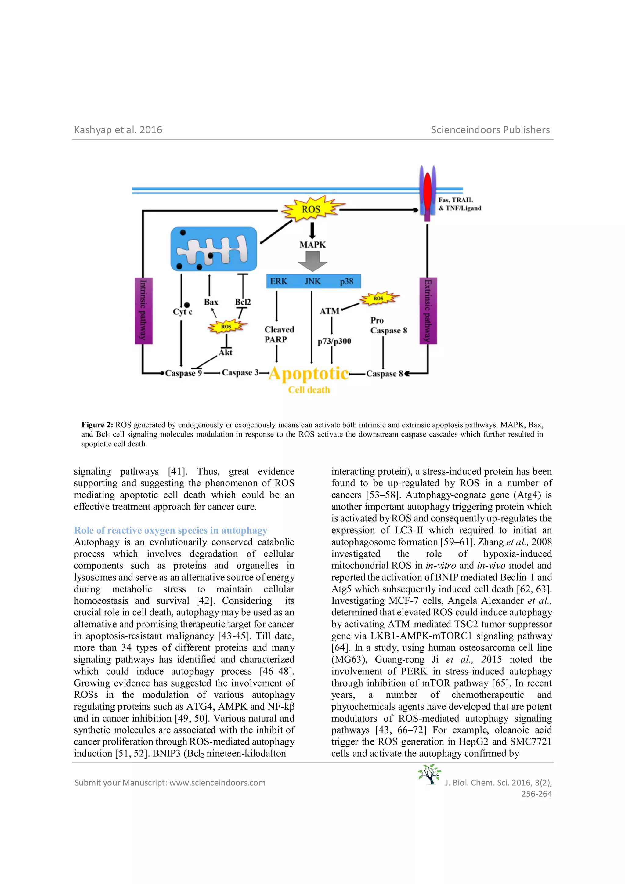 Reactive Oxygen Species (ROS) an Activator of Apoptosis and Autophagy | PDF