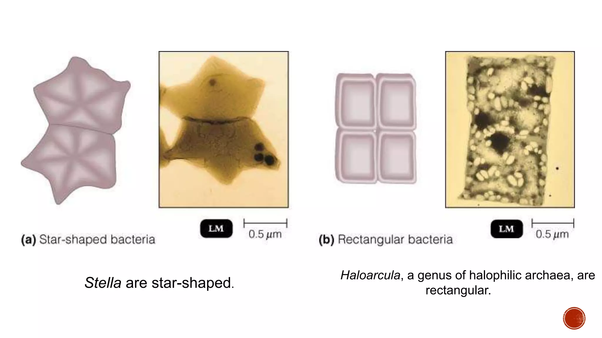 Bacteria cell structure.pptx
