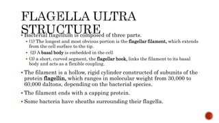 Bacteria cell structure.pptx