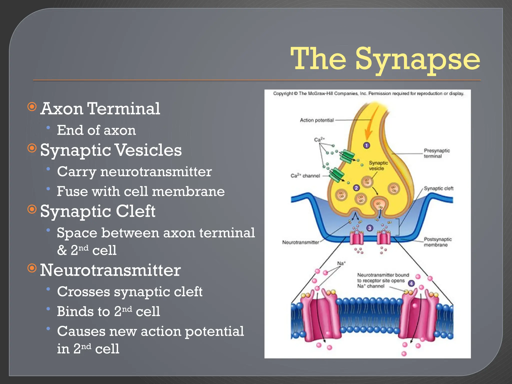 4 Basic Anatomy and Physiology - ch 8-9 - nervous system (1).pptx