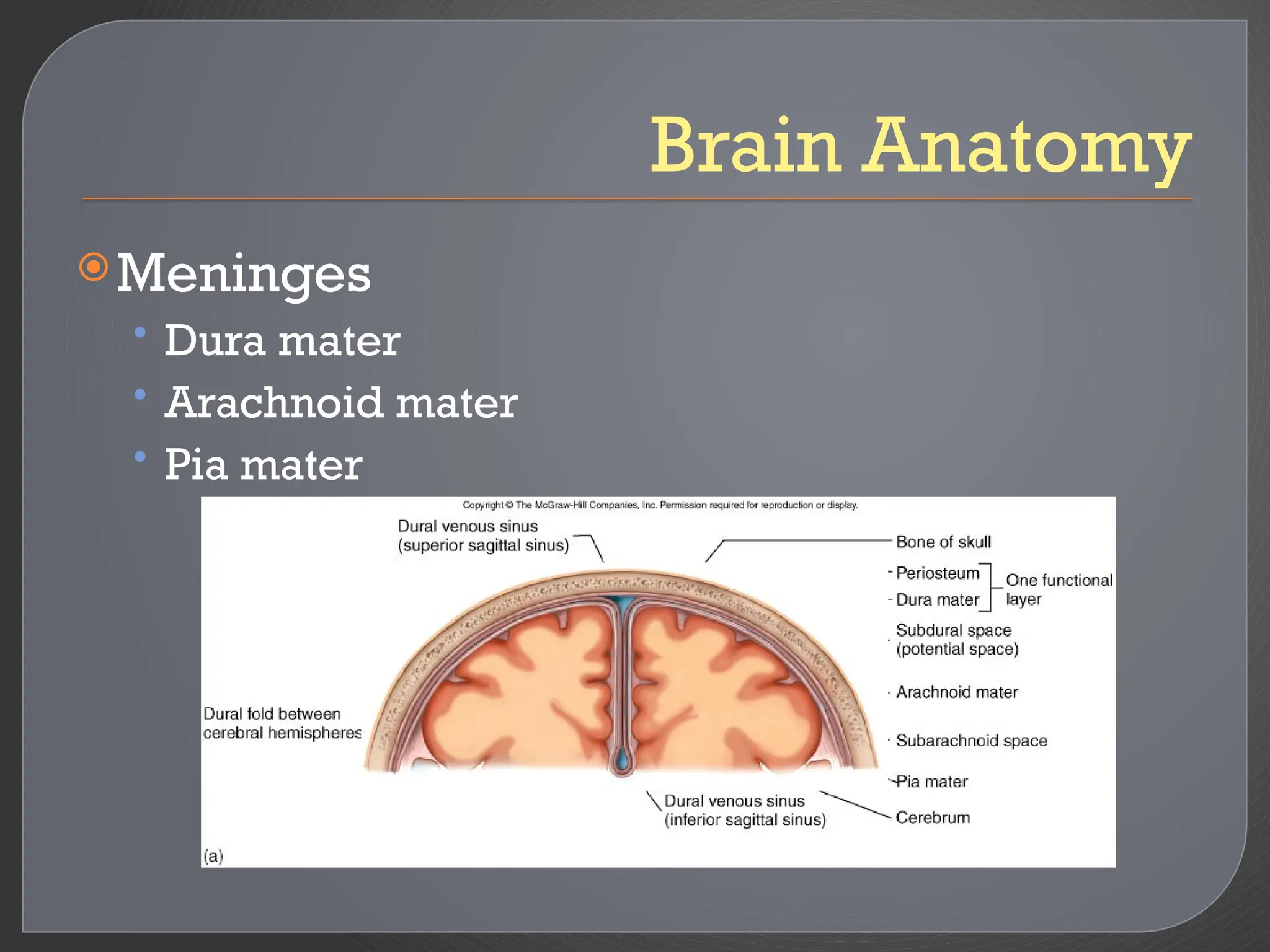 4 Basic Anatomy and Physiology - ch 8-9 - nervous system (1).pptx