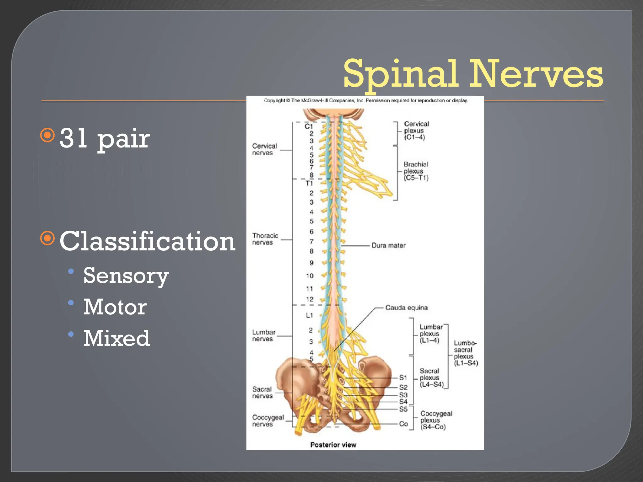 4 Basic Anatomy and Physiology - ch 8-9 - nervous system (1).pptx