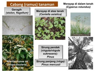 Botani 4 Batang | PPT