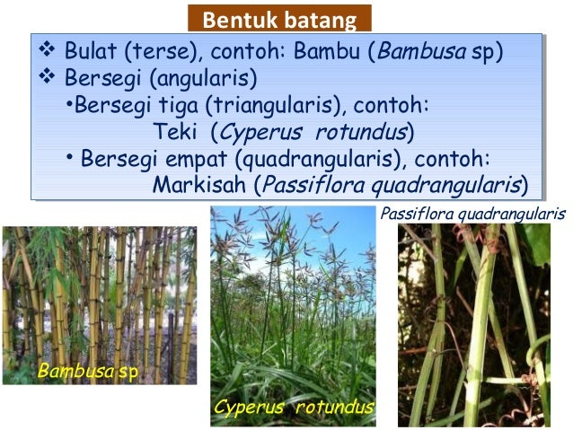 Botani 4 Batang
