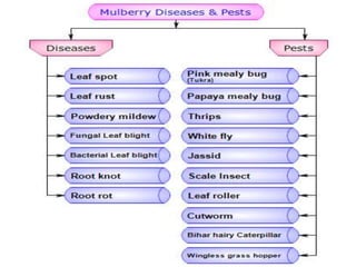 4 b chapter diseases of mulberry and their management | PPTX