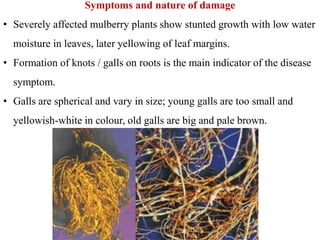 4 b chapter diseases of mulberry and their management | PPTX