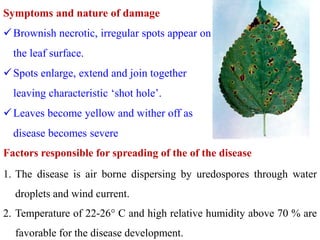 4 b chapter diseases of mulberry and their management | PPT