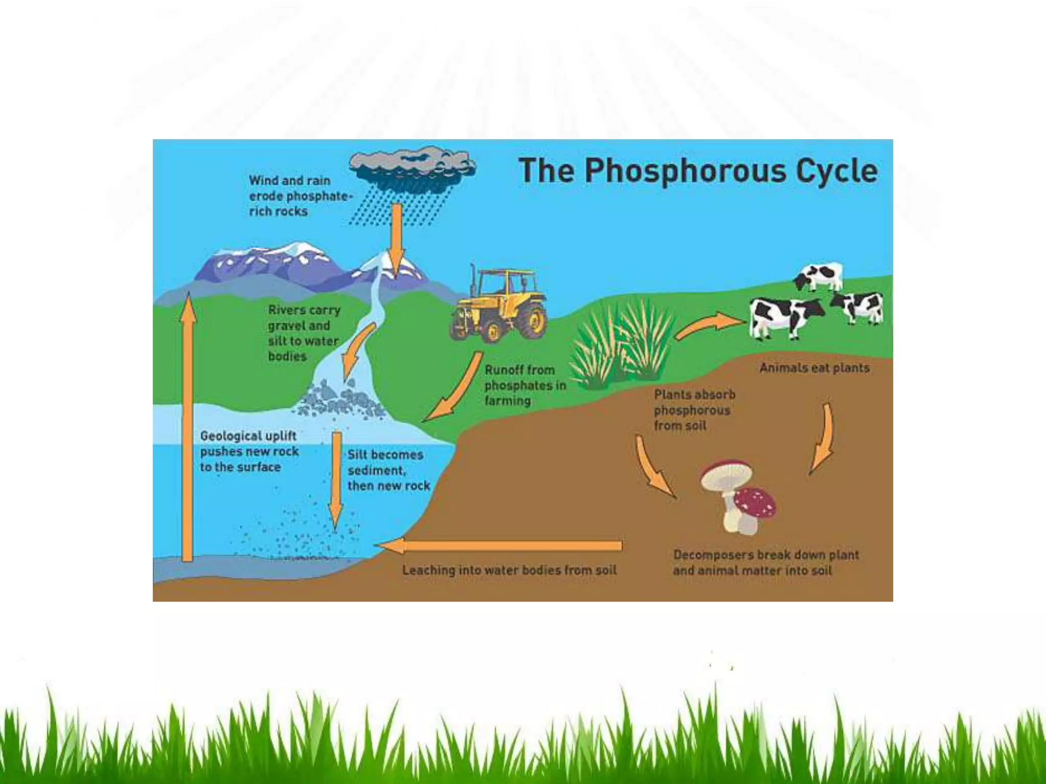 Biogeochemical Cycles | PPTX