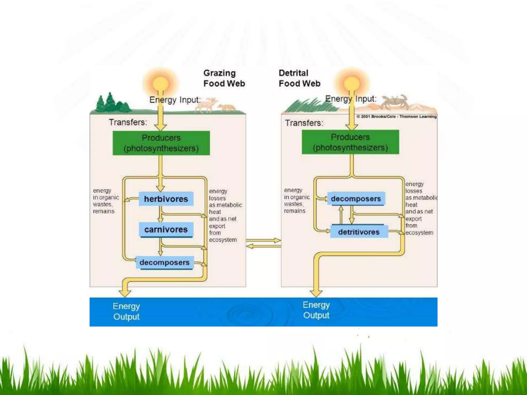 Biogeochemical Cycles | PPTX