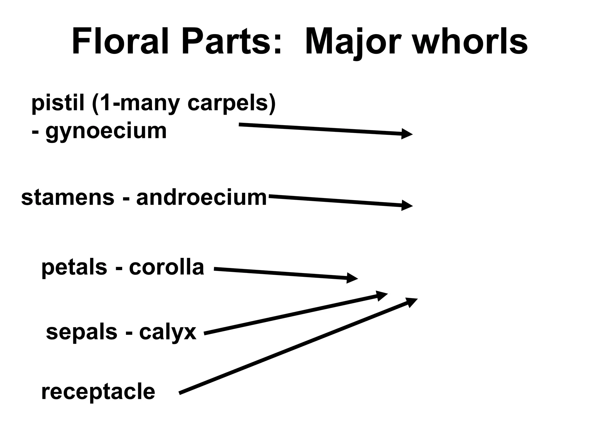 Angiosperms Taxonomy by Cladistic Approach | PPT