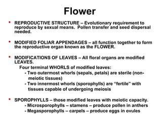 Angiosperms Taxonomy by Cladistic Approach | PPT